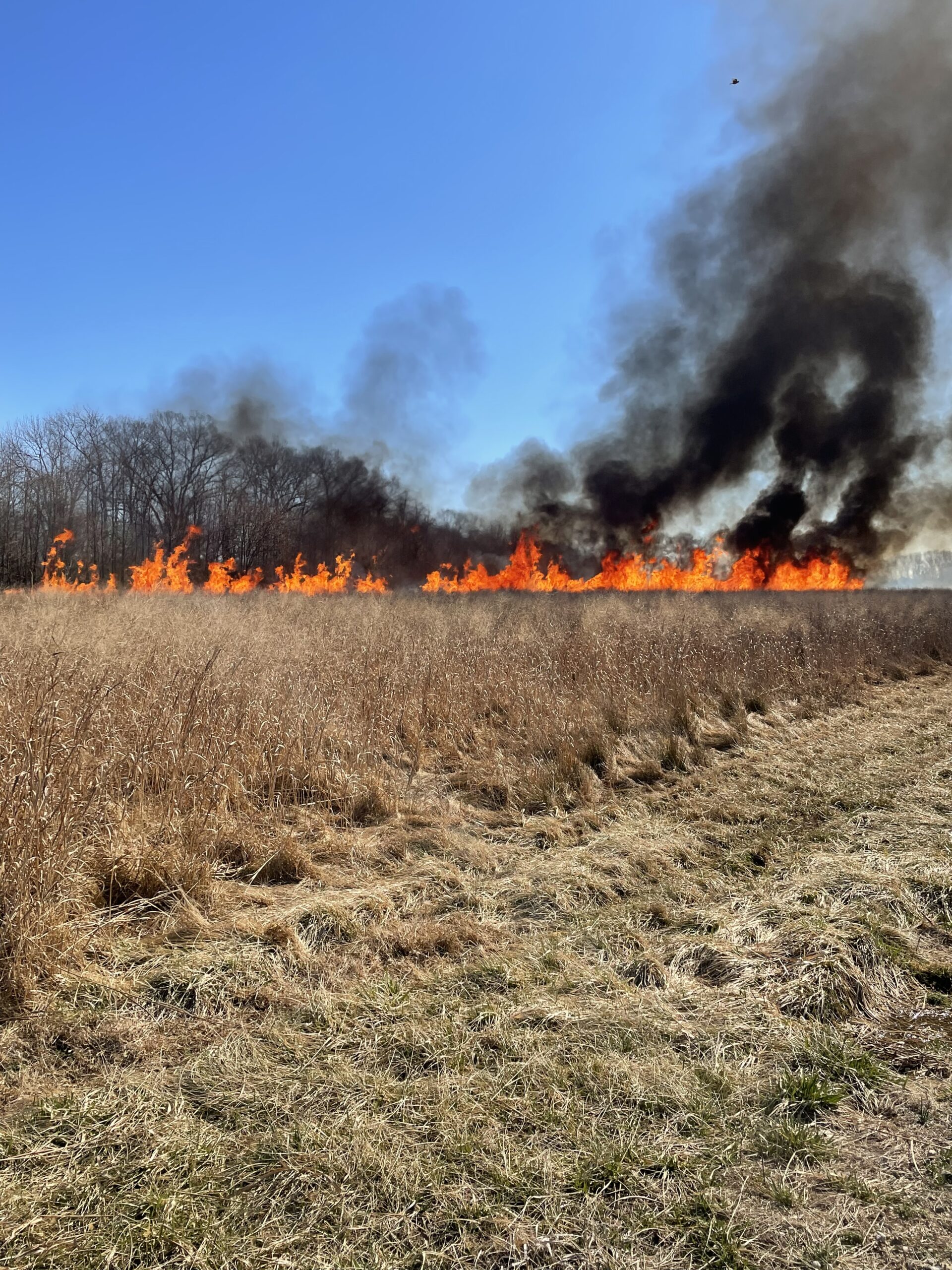 Prescribed Burns - Kent Soil and Water Conservation District